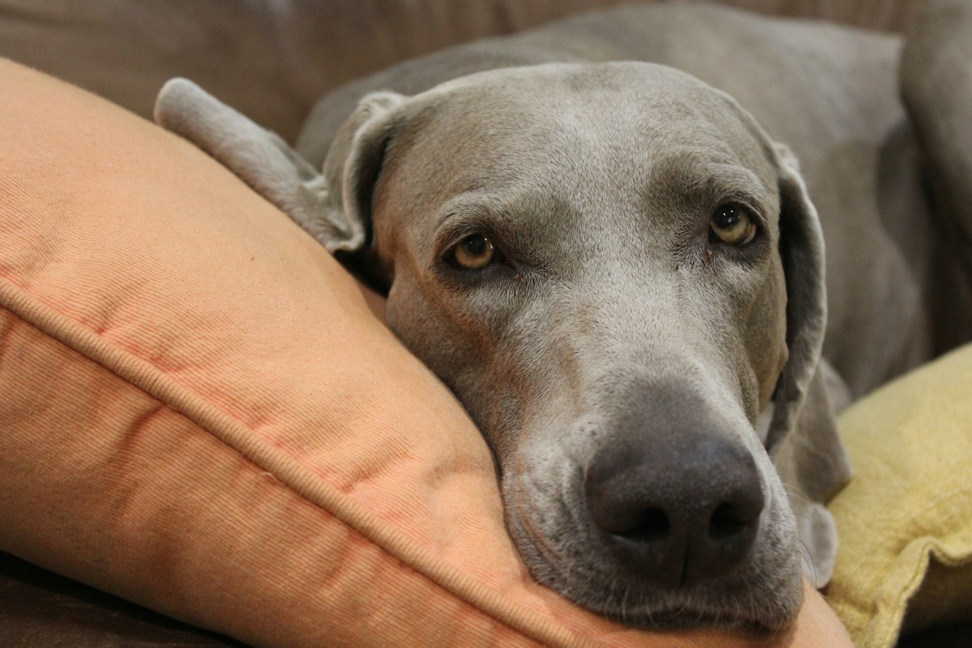 The hardest dog breeds to house train