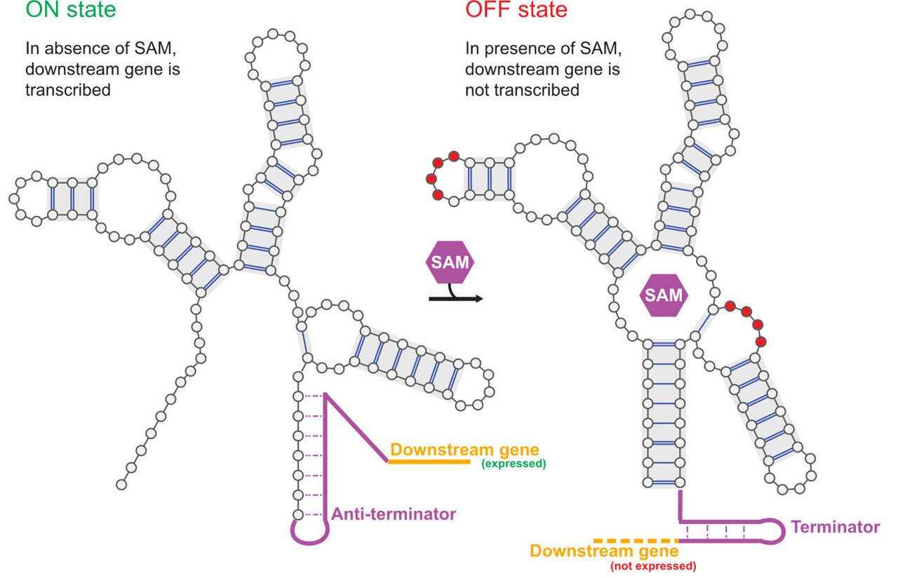 Teaching machines to design molecular switches