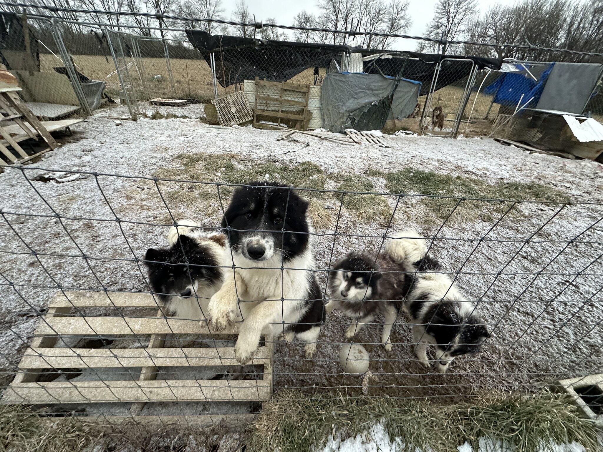 More than 40 'designer' dogs, puppies rescued in TN after being found ...