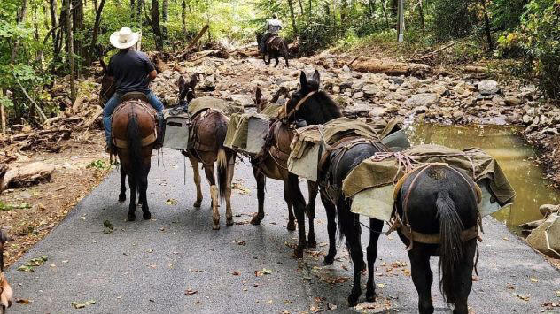 Mules deliver help to remote West Virginia mountains during cold, snow