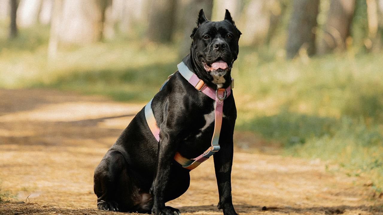 15 dog breeds that do best with experienced owners