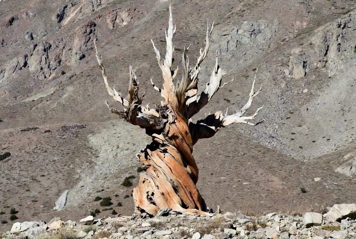 The world's oldest tree is 5,000 years old, and its location is a top ...
