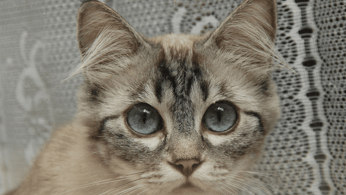 These 7 signs show your cat has lost interest in you, experts say