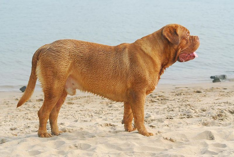 12 dog breeds that are quietly being rehomed because owners ...