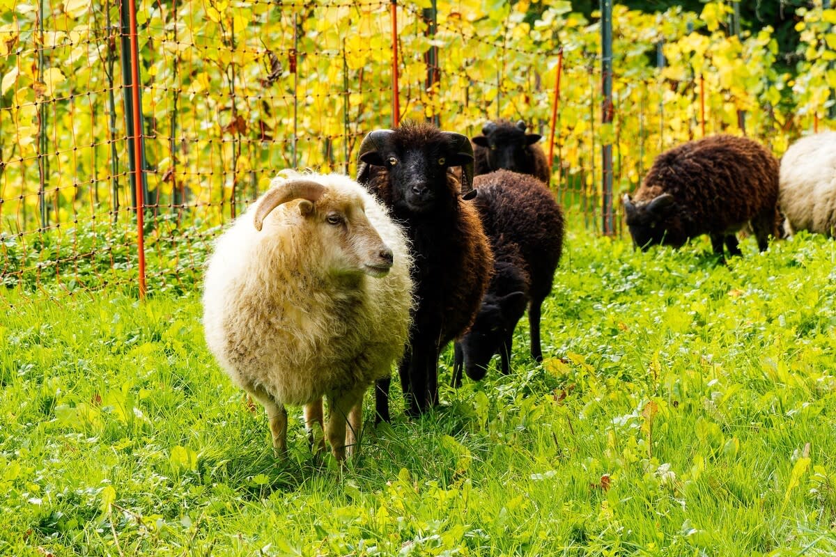 Adorable Ouessant sheep prance happily on a farm in viral video