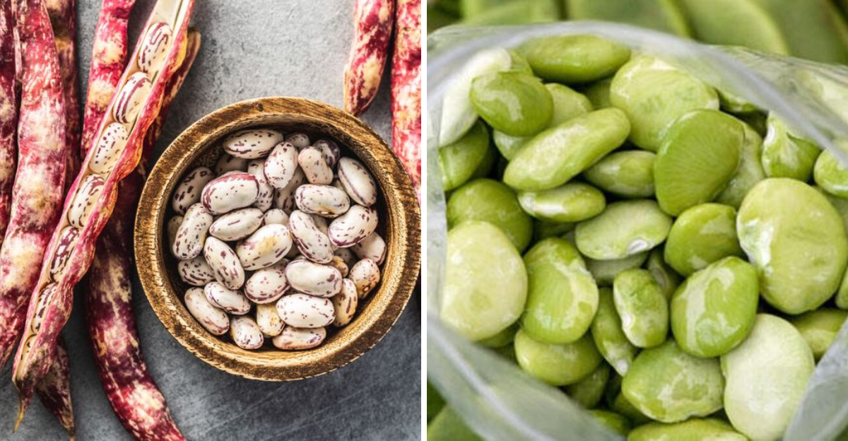 Your guide to buying and storing shell beans