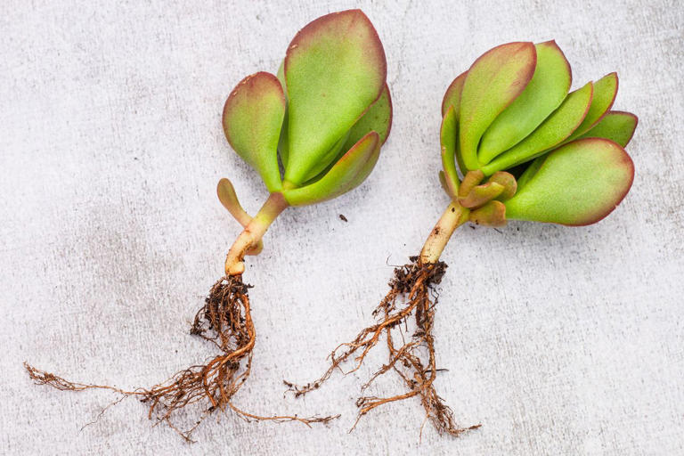 3 ways to propagate a jade plant