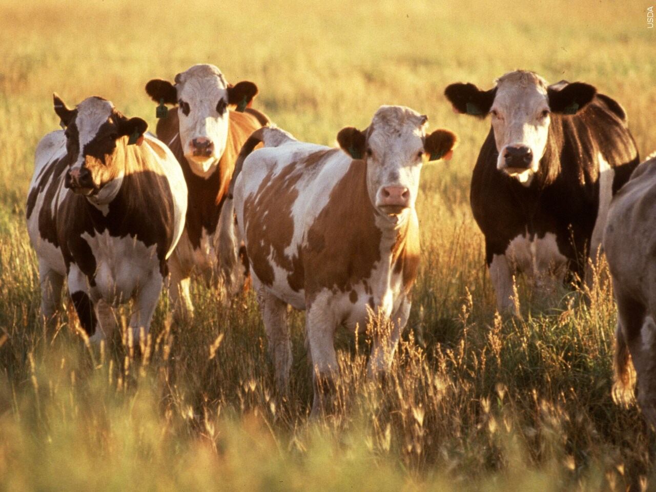 Idaho adds animal entry rules after New World screwworm found in Texas ...
