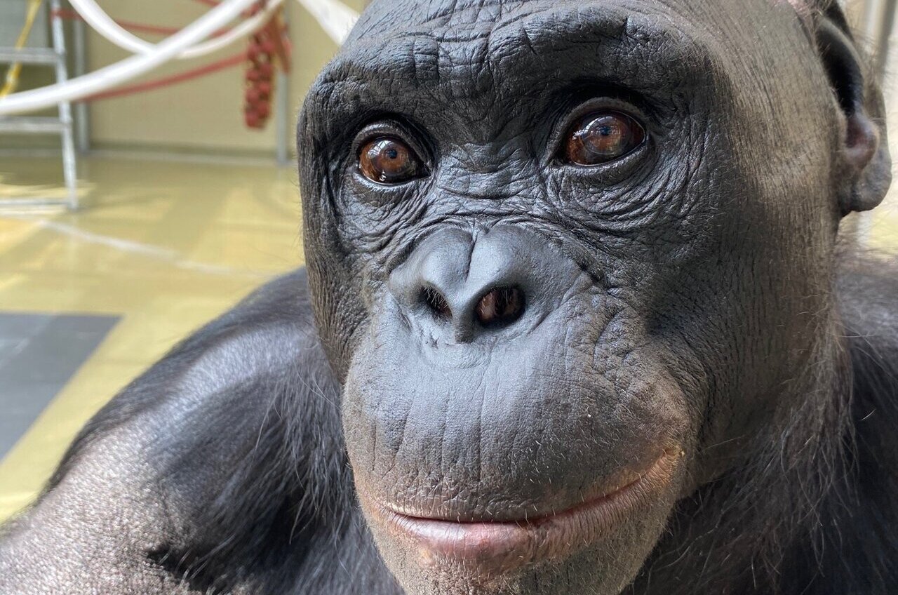 Could apes 'play pretend' like toddlers? A study tracks imaginary juice ...