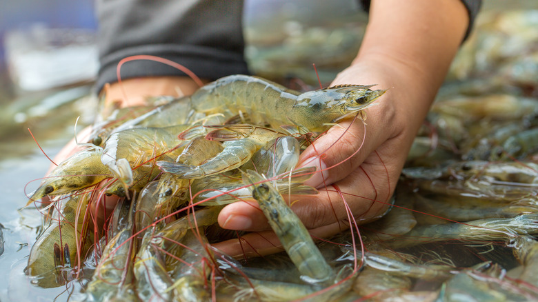 Common mistakes everyone makes with shrimp