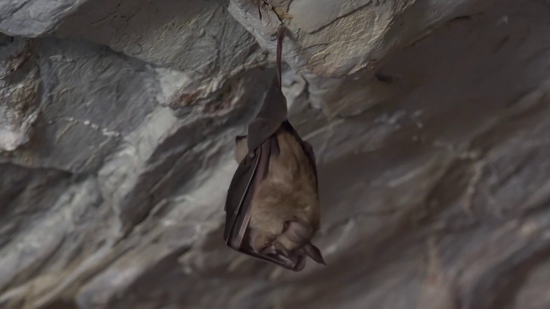 Dead bat found outside Savannah home confirmed to have rabies