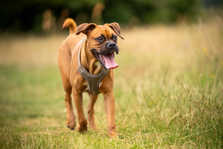 These fiercely loyal dog breeds will be your best friends for life