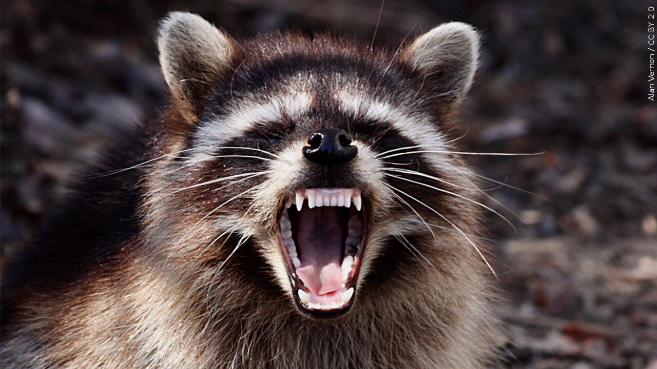 Rabid raccoon confirmed in Lexington County, one dog exposed