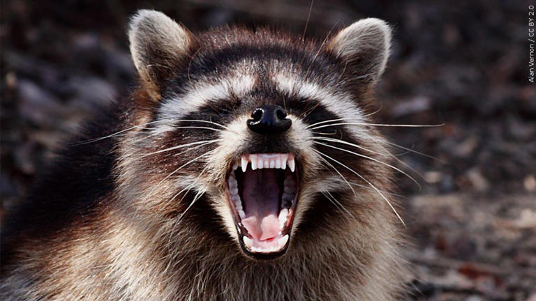 Rabid raccoon confirmed in Lexington County, one dog exposed
