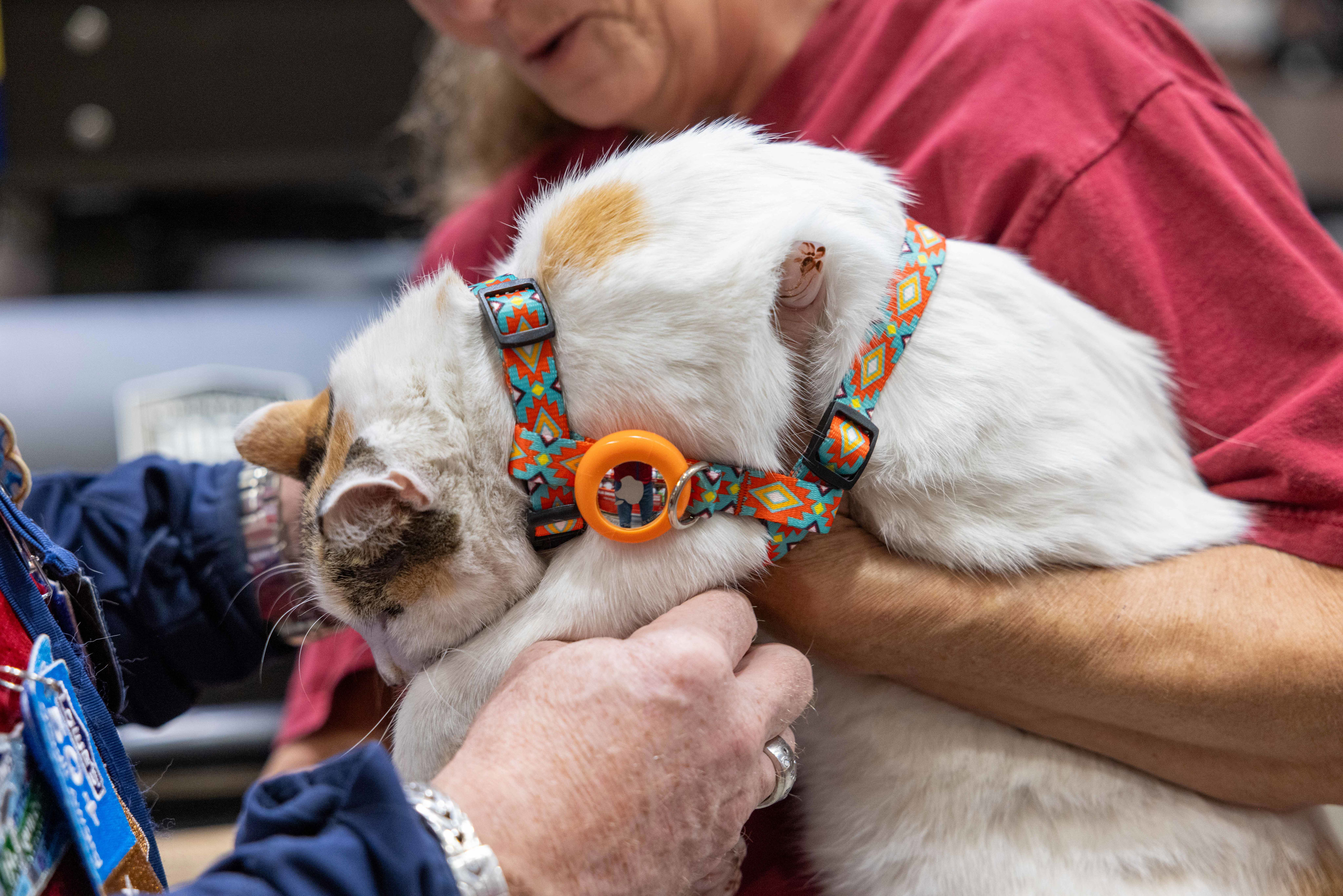 Why was Alabama's beloved Lowe's 'Mama Cat' fired? Here's what to know