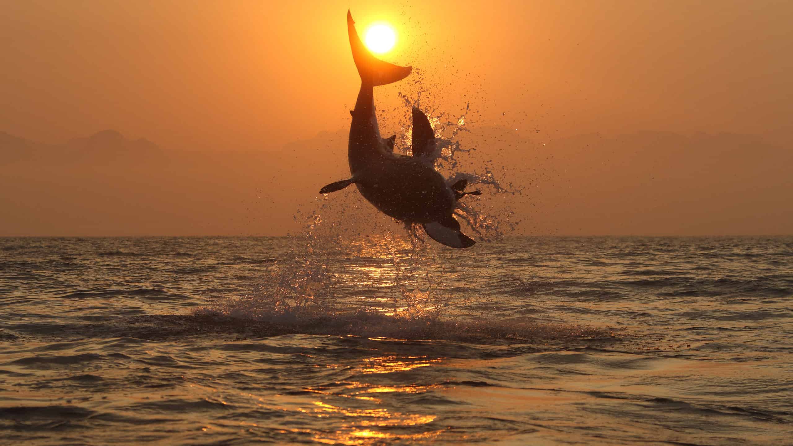 7 species of highly aggressive sharks that dominate the world’s oceans