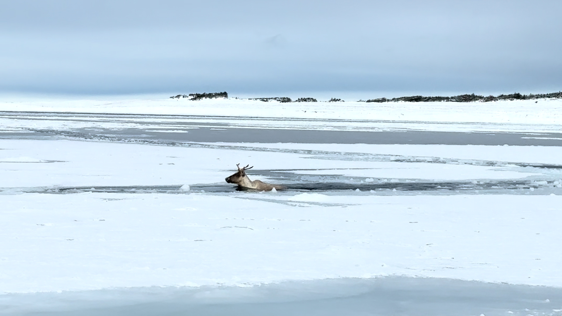 Watch as caribou rescued by fish harvesters in icy waters of ...