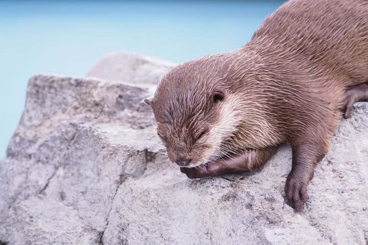 Stranded otter pups get a second chance
