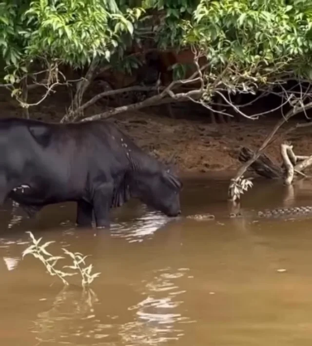 Boi confunde jacaré com tronco e toma o maior susto