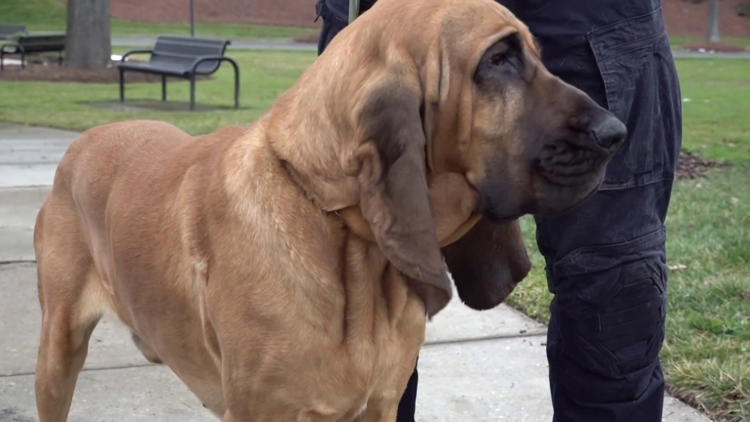 'Bo locked in': Gastonia officials share how K-9 Bo found missing boy ...