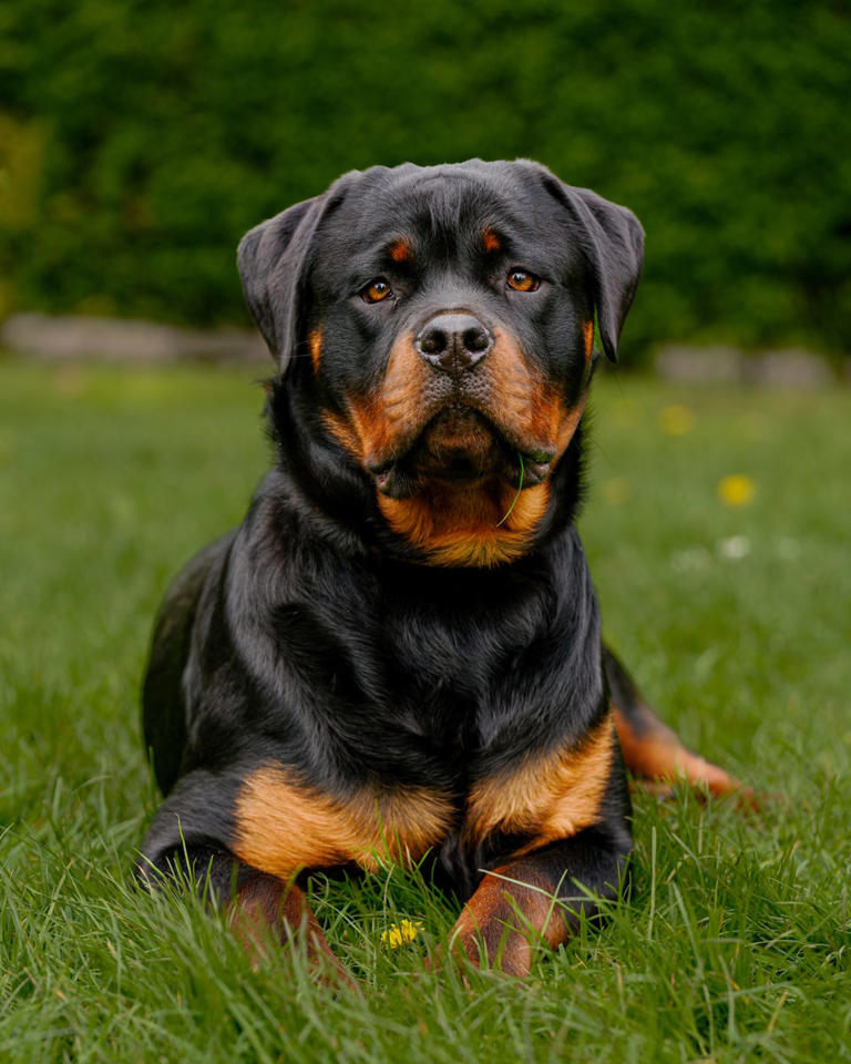 These fiercely loyal dog breeds will be your best friends for life