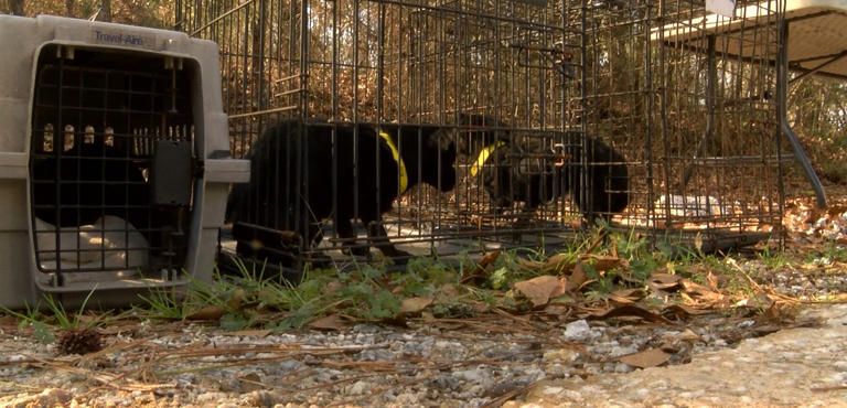 30 chihuahuas found at Tuskegee home in hoarding case