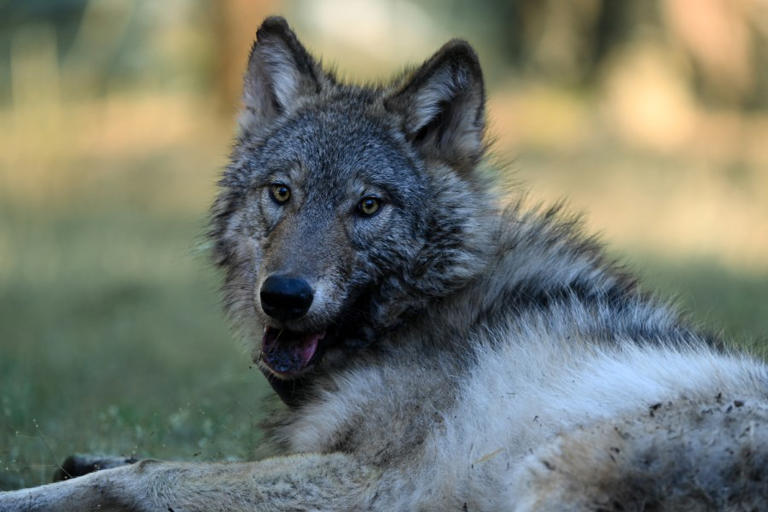 Five gray wolves collared in NorCal, reducing conflicts with livestock