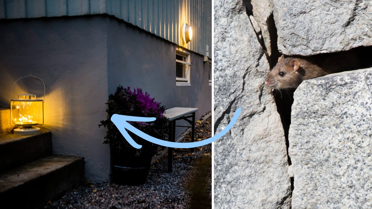 7 saker som lockar skadedjur till ditt hem – utan att du vet om det