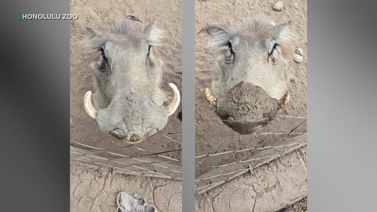Honolulu Zoo welcomes new warthogs