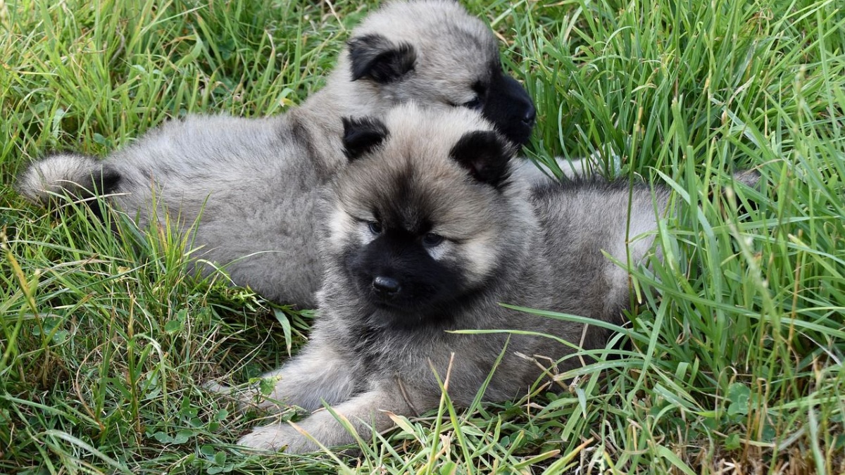 Experts warn about these silent signs of pain in dogs