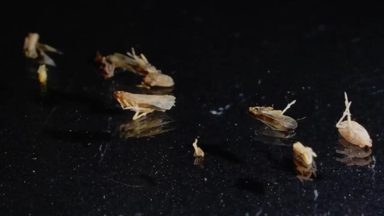 Researchers hunt for invasive insect in Louisiana rice fields