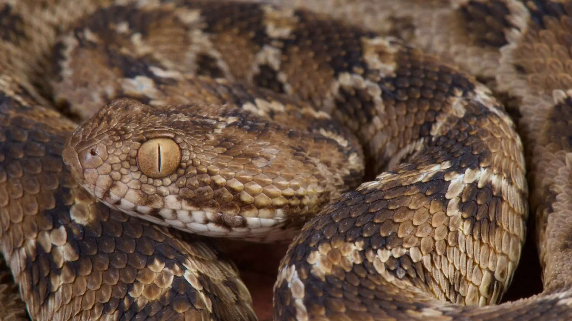 5 snakes with the most hypnotising eyes you have to see