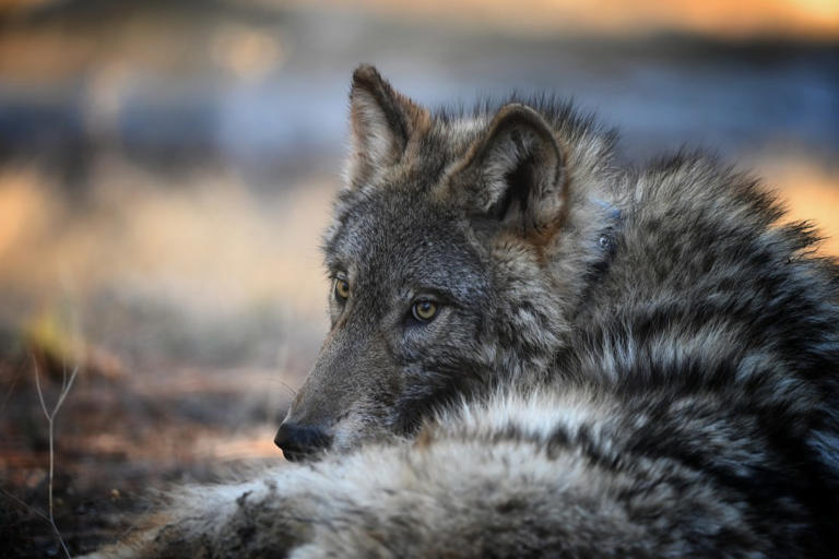 Five gray wolves collared in NorCal, reducing conflicts with livestock