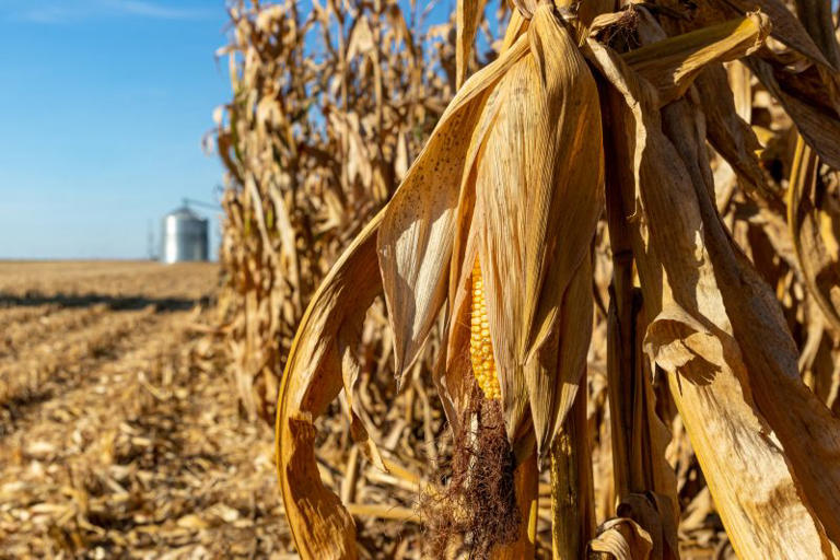 Fund launched to boost grain bin safety training in Somerset County