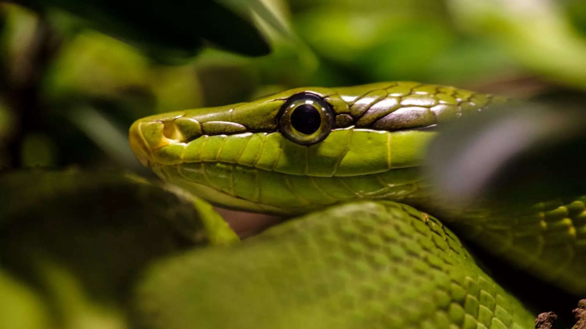 5 snakes with the most hypnotising eyes you have to see