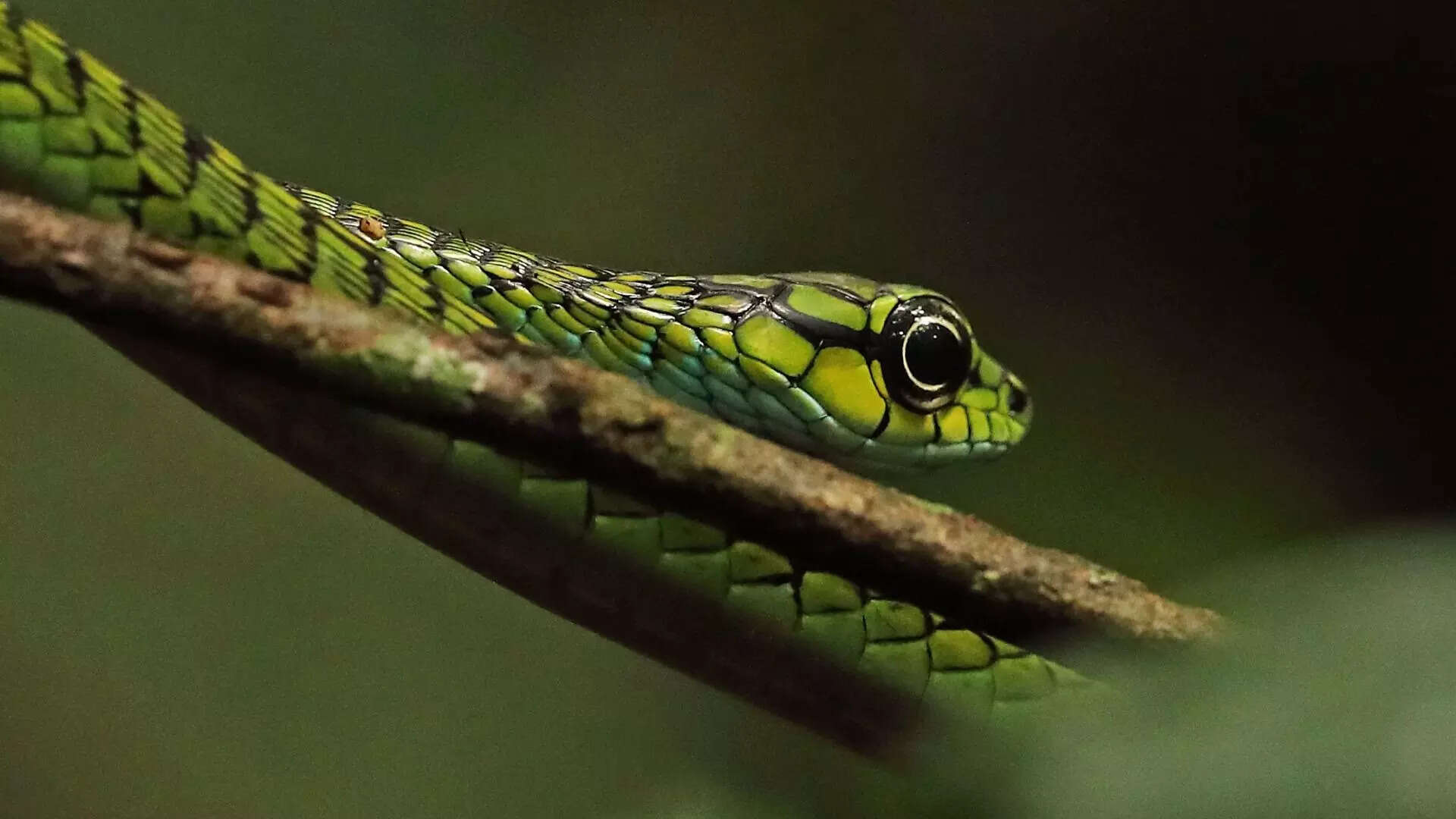 5 snakes with the most hypnotising eyes you have to see