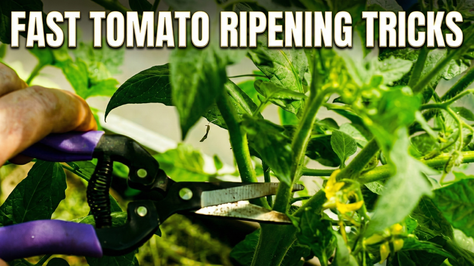 Fast tomato ripening techniques from gardening experts