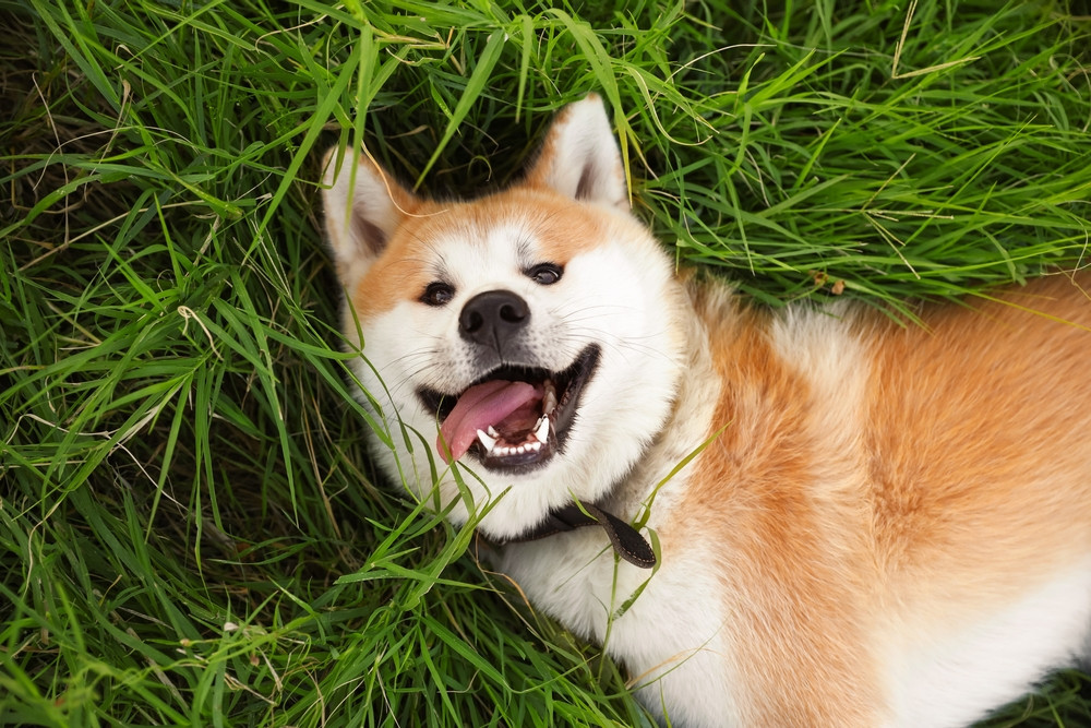 Akita Inu : caractère, prix, éducation et conseils pour cette race ...