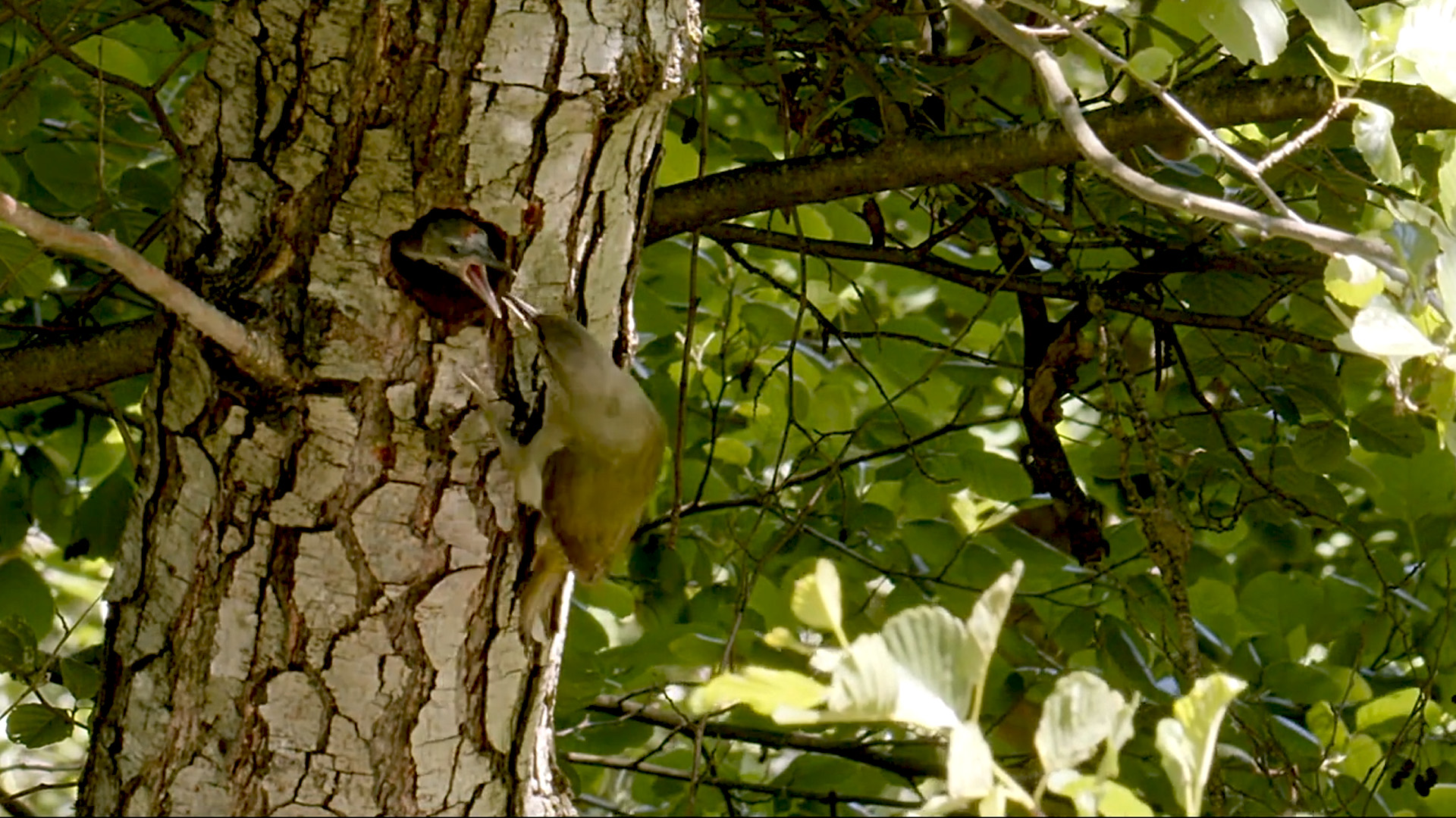 Hidden forest wildlife, woodpeckers and rare forest creatures