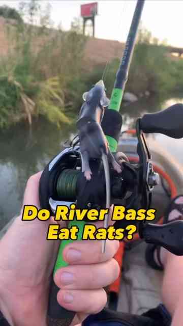Do bass eat rats? Topwater rat lure bass fishing on the Trinity River