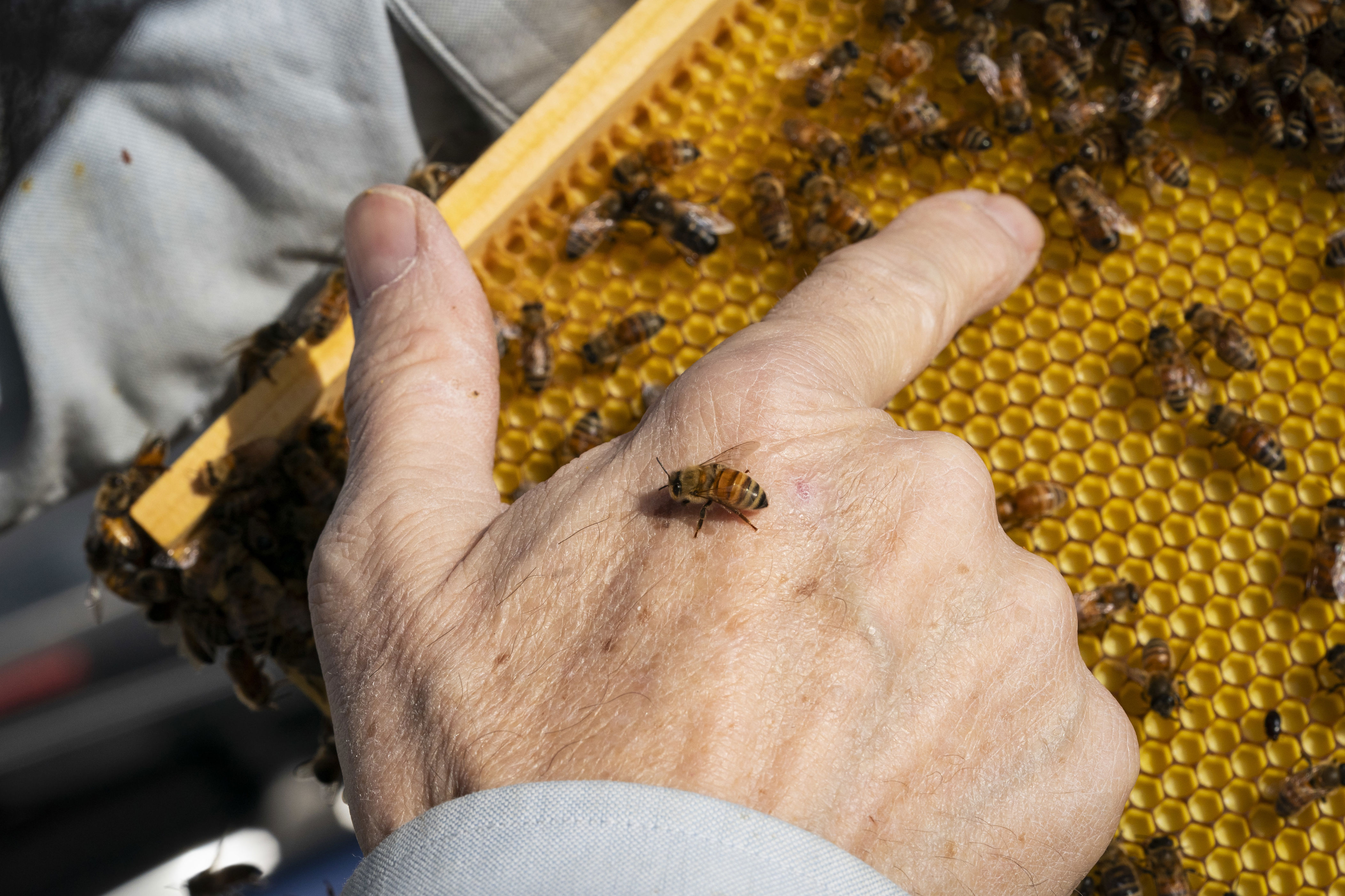 Good news: We saved the bees. Bad news: We saved the wrong ones.