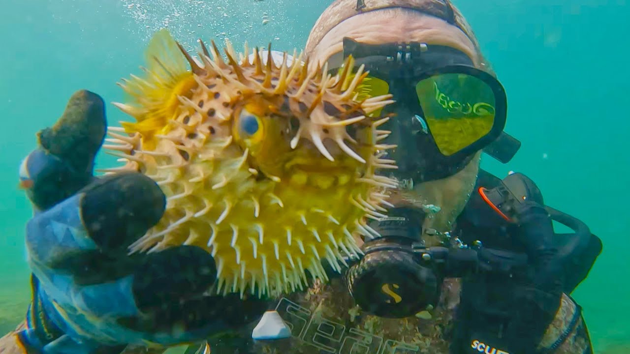 What nearly cost this baby shark its chance to survive