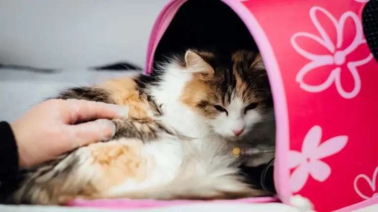 Hipertiroidismo felino, la enfermedad silenciosa que puede afectar a ...