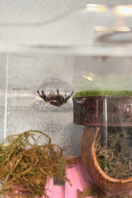 Drop the names: Inside the rise of jumping spiders as cute pets