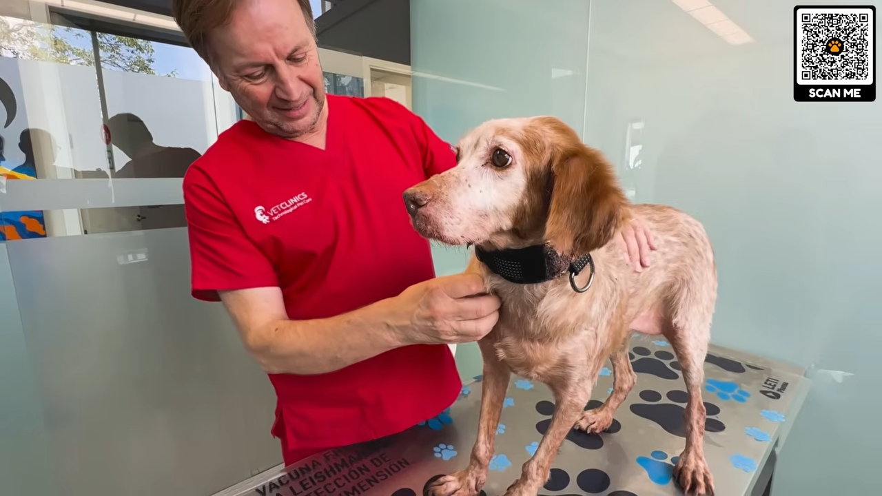 The dark secret behind the dog whose owner tried to have her shot