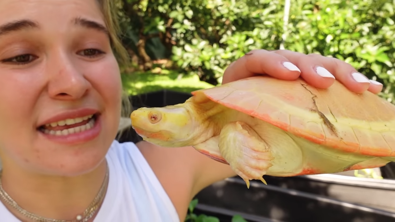 Baby turtles meet a guppy pond and the results aren't what anyone expected