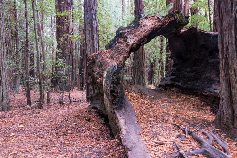 13 California redwood parks that make a walk feel otherworldly