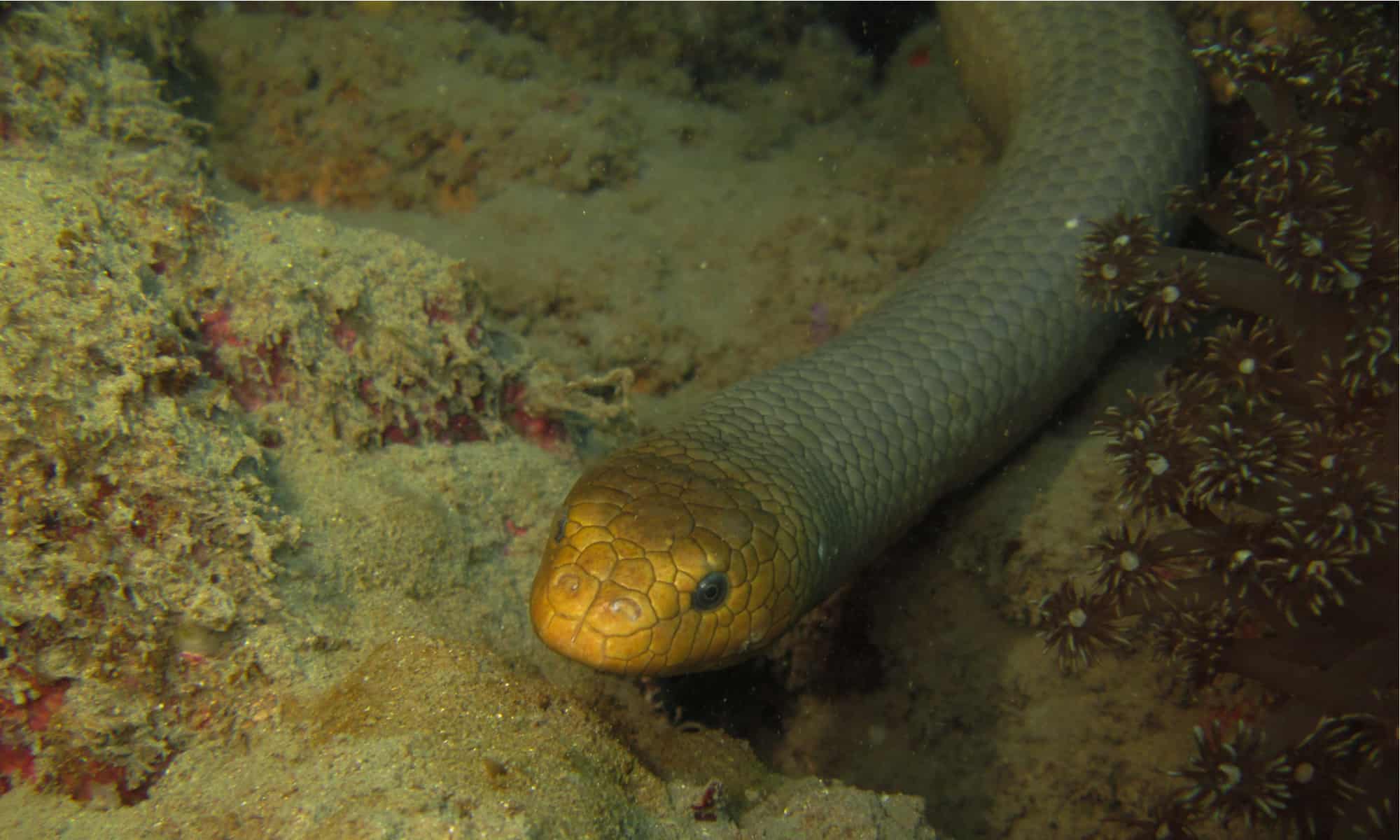 Meet the sea snakes with incredibly lethal venom