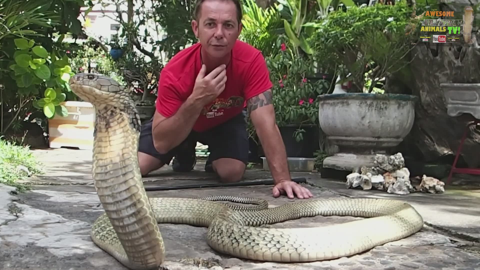Milking venom from massive king cobras for medical research and ...