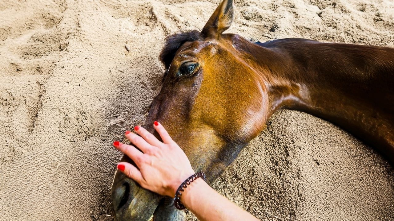 Skeleton horse couldn’t even stand - until humans refused to give up on him